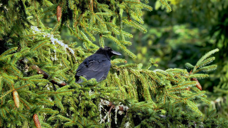 20 Symbols of Wisdom & Intelligence - Their Origins and Meanings