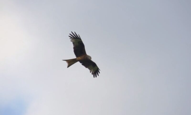 24 Symbols of Strength and Their Meanings - How to Recognize and ...