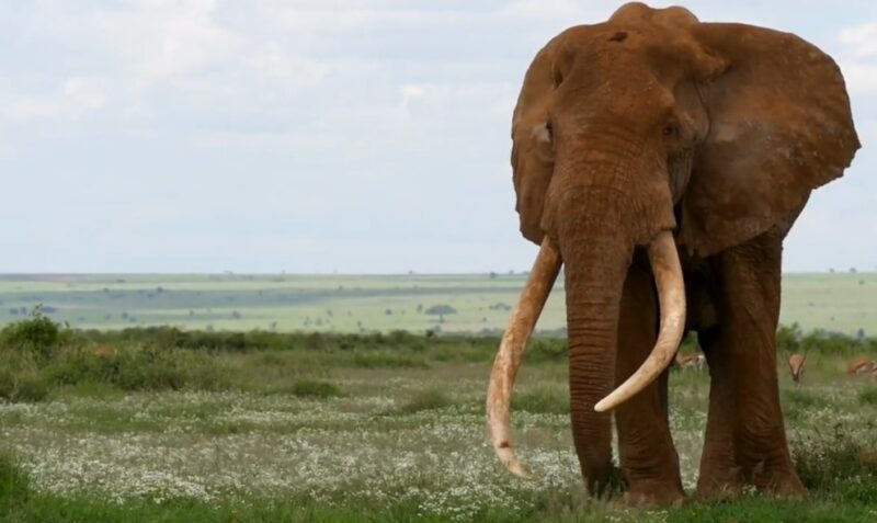 24 Symbols of Strength and Their Meanings - How to Recognize and ...