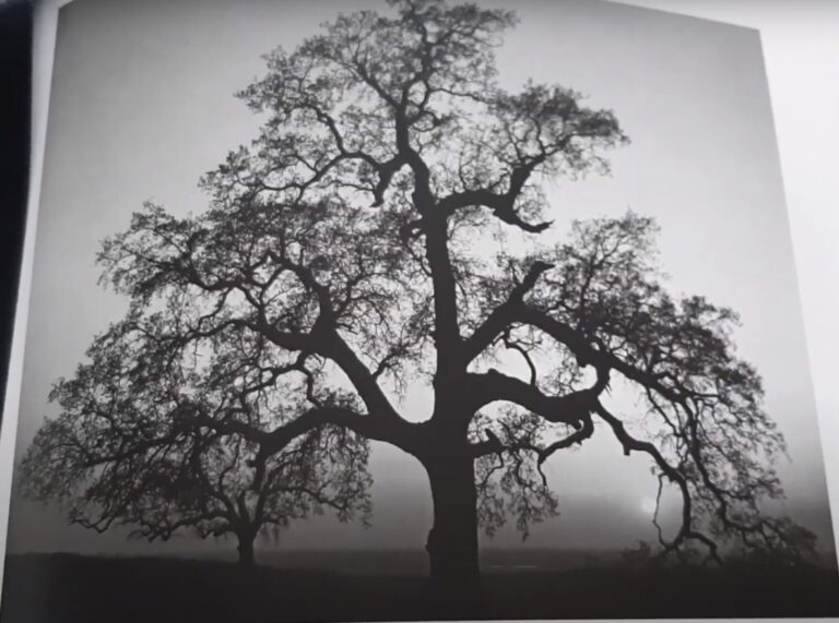 24 Symbols of Strength and Their Meanings - How to Recognize and ...