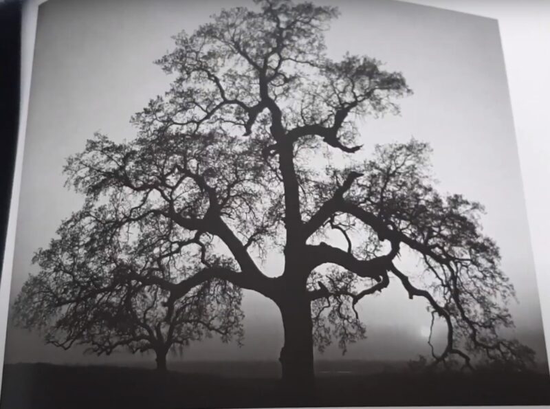 24 Symbols of Strength and Their Meanings - How to Recognize and ...