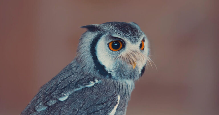 20 Symbols of Wisdom & Intelligence - Their Origins and Meanings