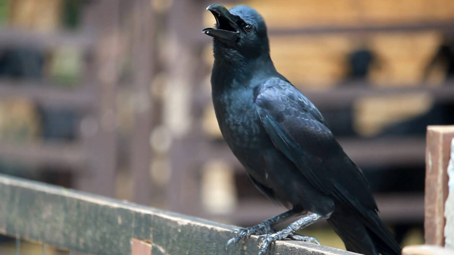 10 Symbols Of Death And Their Meaning - The Dance of Shadows ...