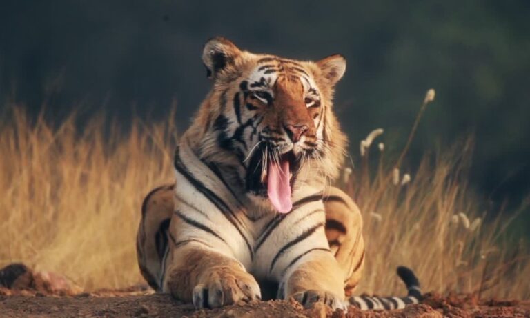 24 Symbols of Strength and Their Meanings - How to Recognize and ...