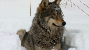 20 Symbols of Wisdom & Intelligence - Their Origins and Meanings