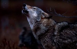 24 Symbols of Strength and Their Meanings - How to Recognize and ...