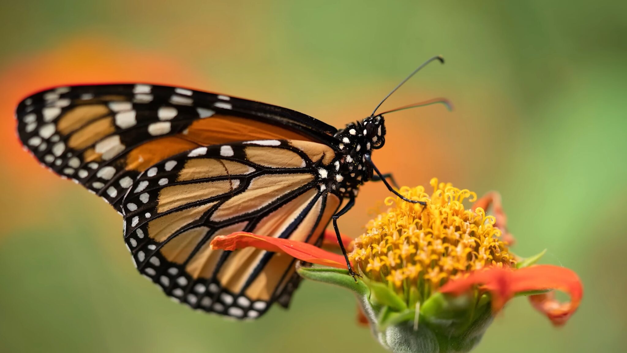 13 Powerful Symbols Of Hope That Will Inspire You In Difficult Times ...