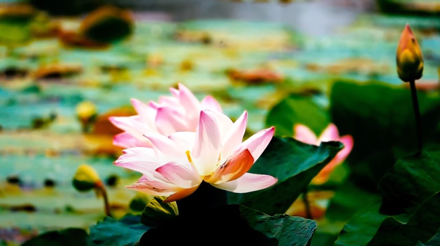 20 Symbols of Rebirth and New Beginnings - Armorial Register