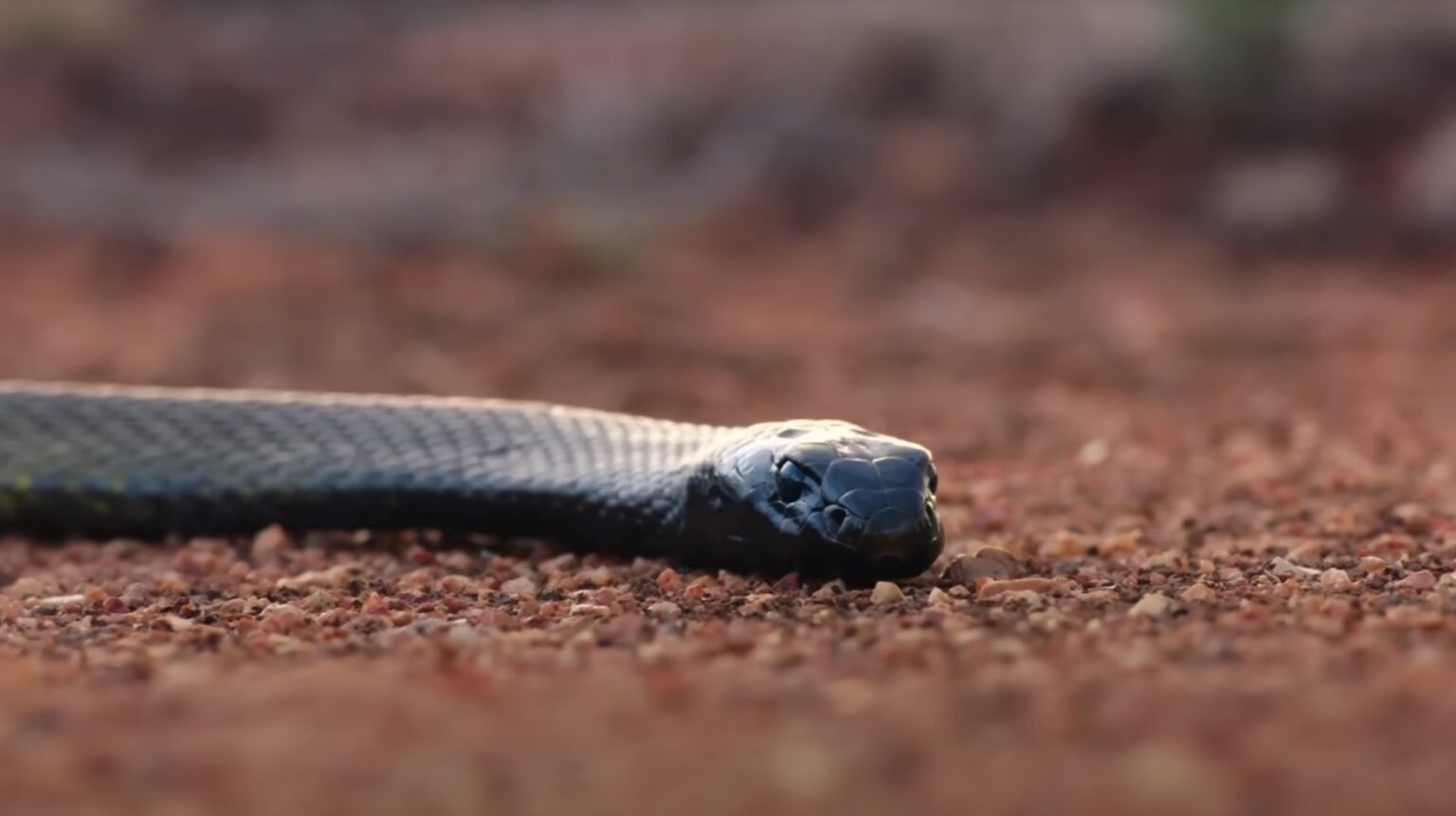 20 Symbols of Rebirth and New Beginnings - Armorial Register