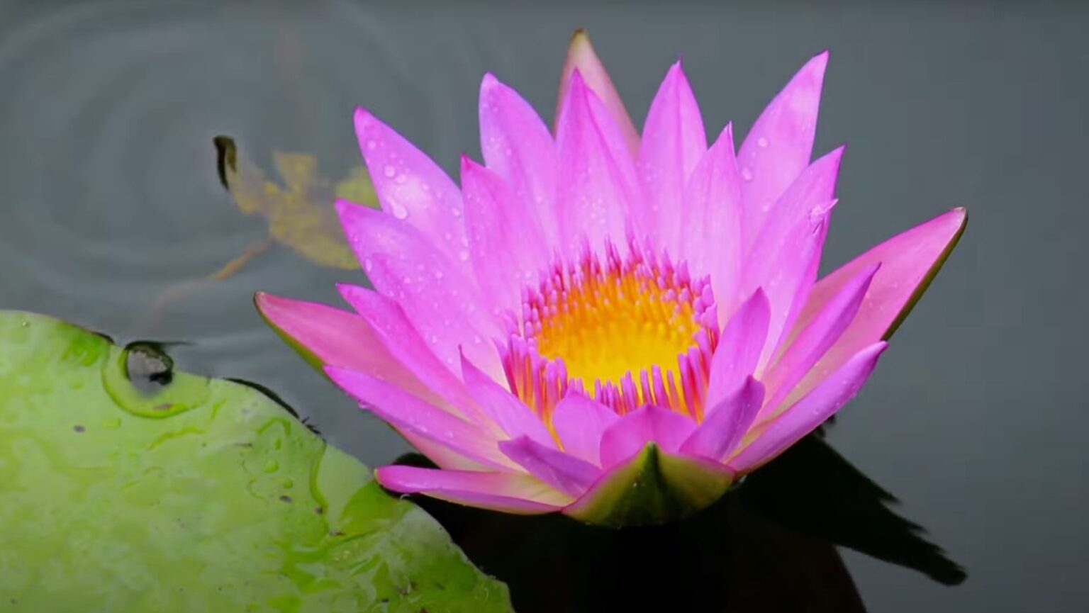 20 Symbols of Rebirth and New Beginnings - Armorial Register