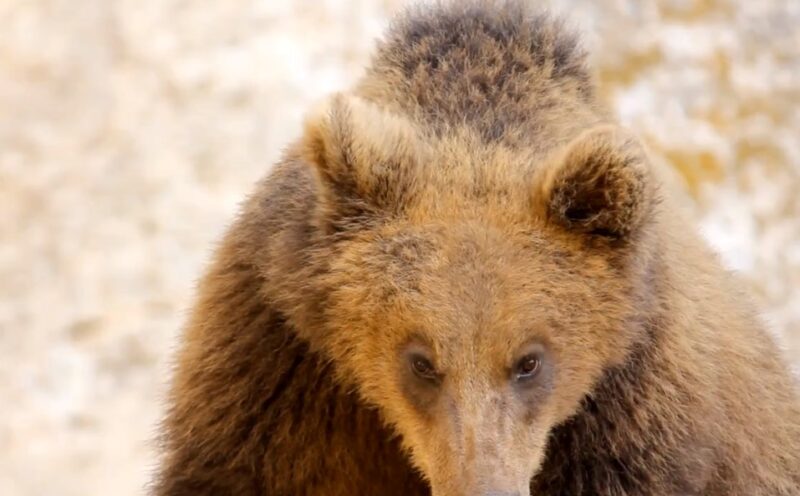 15 Woman Symbols of Strength and Courage - Armorial Register