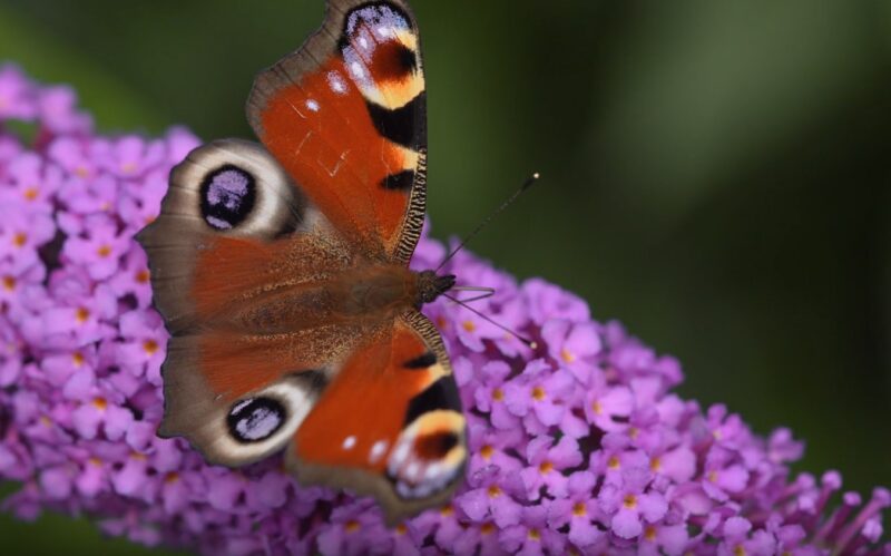 15 Woman Symbols of Strength and Courage - Armorial Register