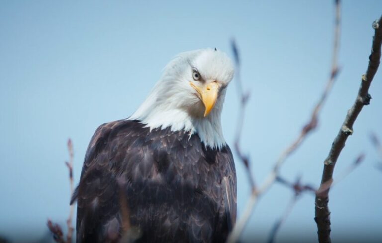 15 Woman Symbols of Strength and Courage - Armorial Register