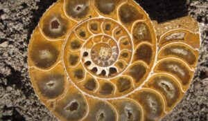 Unveiling the Meanings of 30 Powerful Symbols of Life