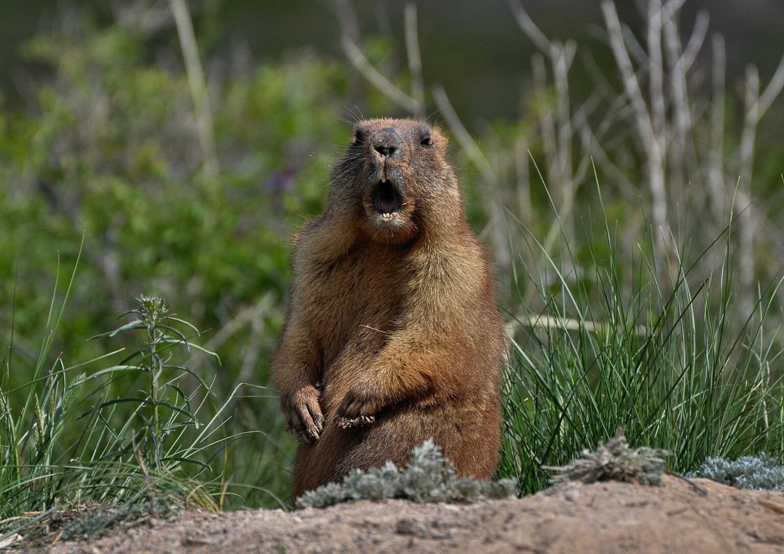 13 Spiritual Meanings Of Groundhog & Symbolism