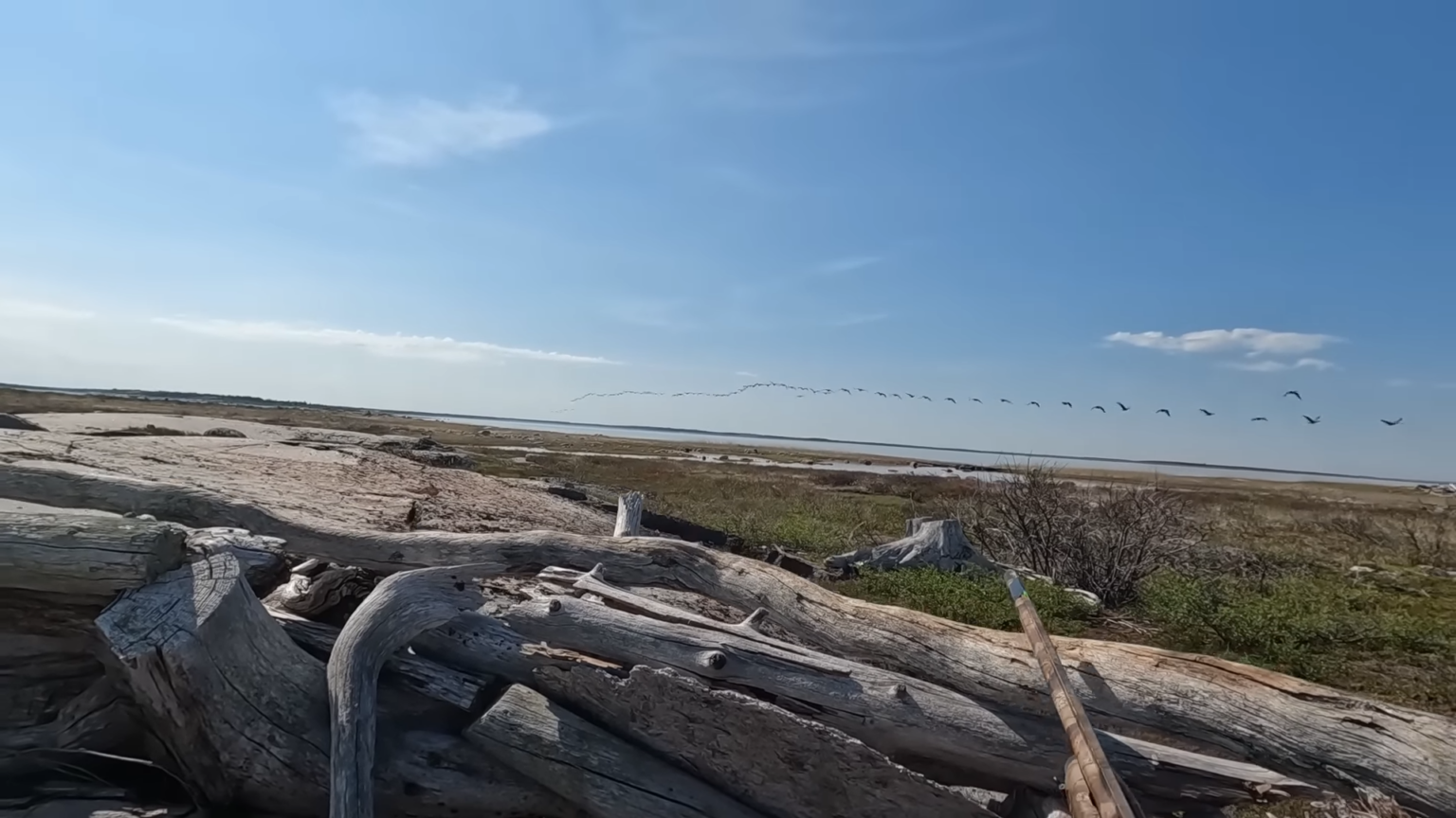 Goose Hunting 101 - 12 Tips and Tactics for Beginners - Armorial Register